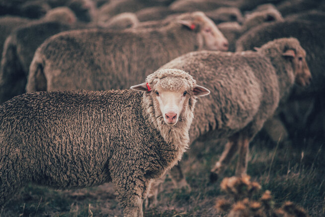 Visit different merino sheep farms in Tasmania | ORTOVOX